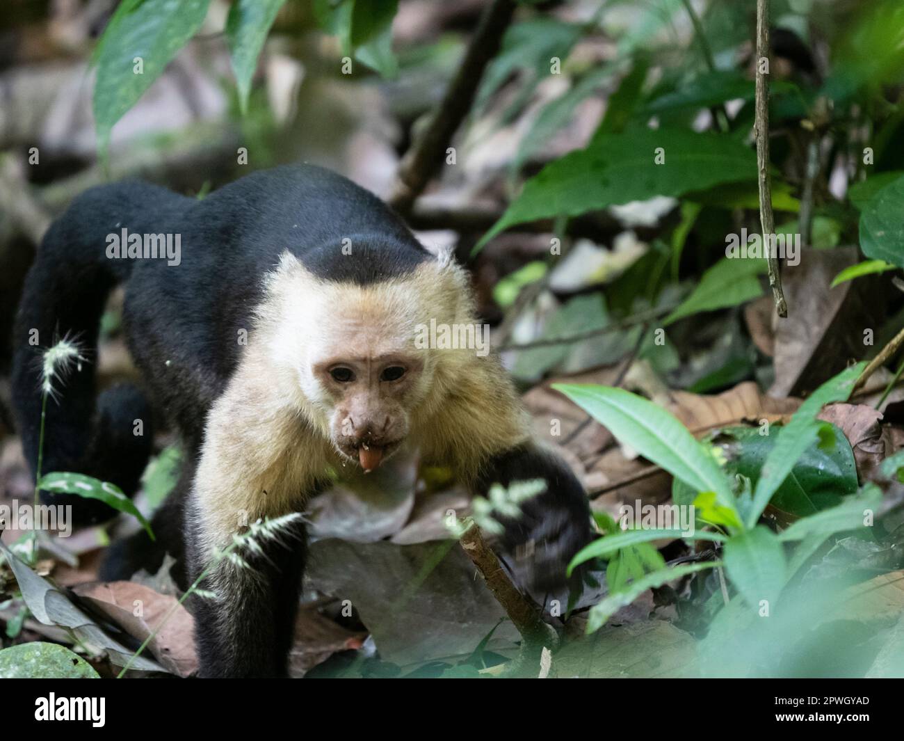 Reserva natural absoluta cabo blanco hi-res stock photography and ...
