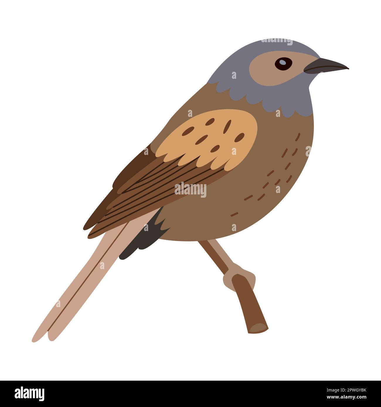 Robin bird cartoon illustration. Tomtit, robin, starling, woodpecker ...