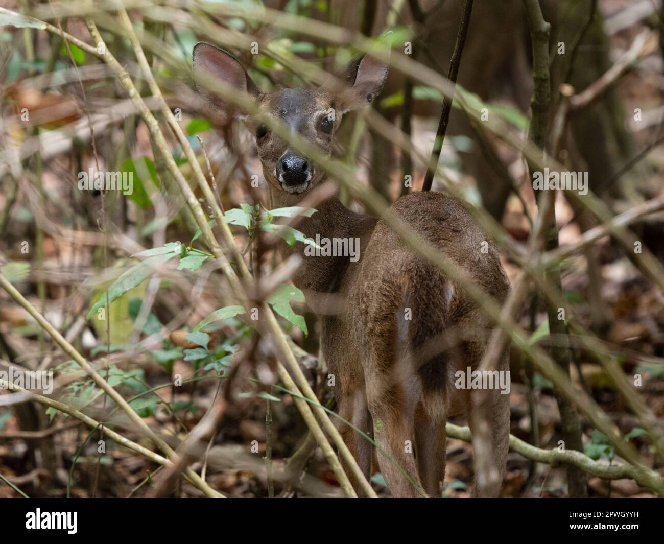 Reserva natural absoluta cabo blanco hi-res stock photography and ...