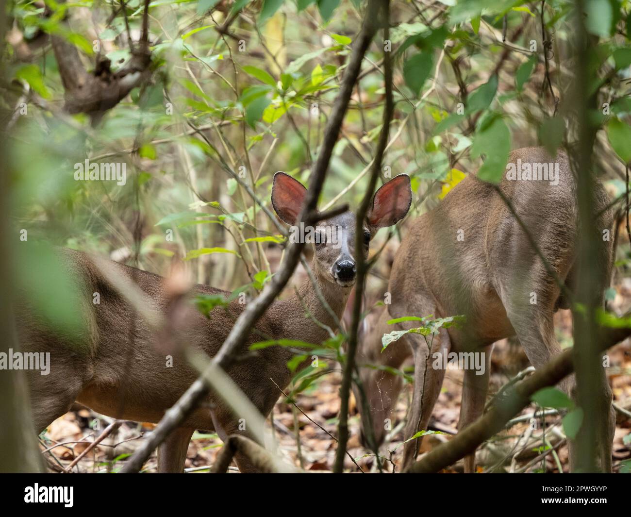 Central American red brocket (Mazama temama), Cabo Blanco Nature ...