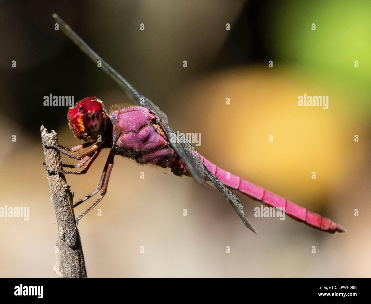 Orange bellied skimmer hi-res stock photography and images - Alamy