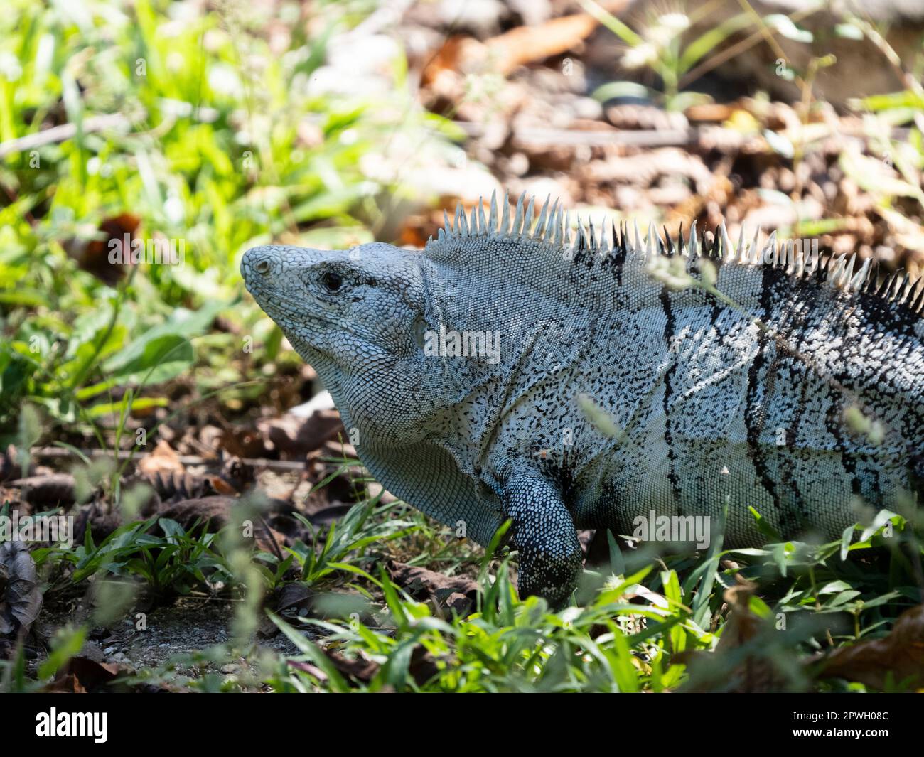 Black spiny-tailed iguana (Ctenosaura similis), San Miguel Biological ...