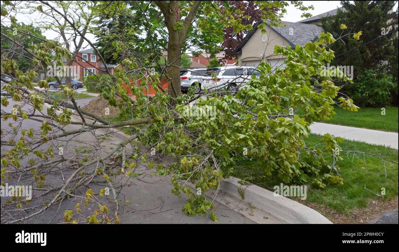 Strong wind trees people hi-res stock photography and images - Alamy
