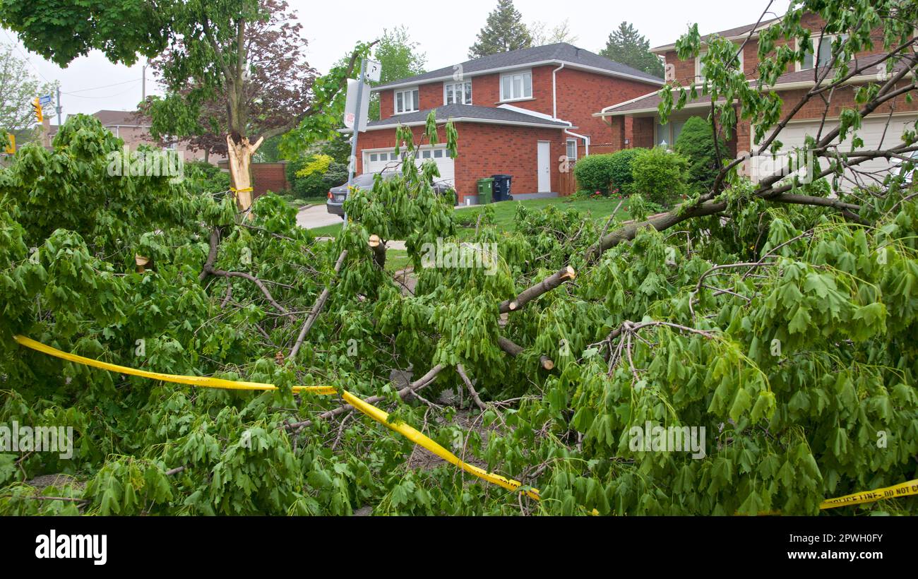 Police line barrier tape was set up in the area of fallen trees cause ...