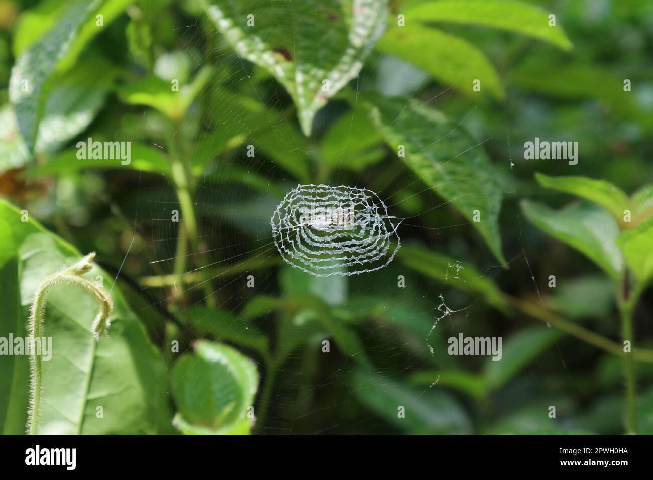 Close up view of a spider net with spiral stabilimentum on the middle ...