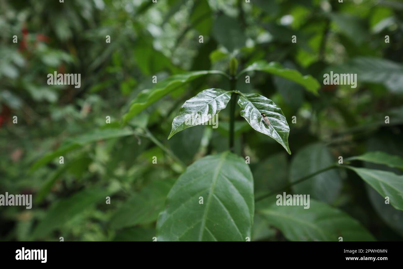 Fungus gnat insects hi-res stock photography and images - Alamy