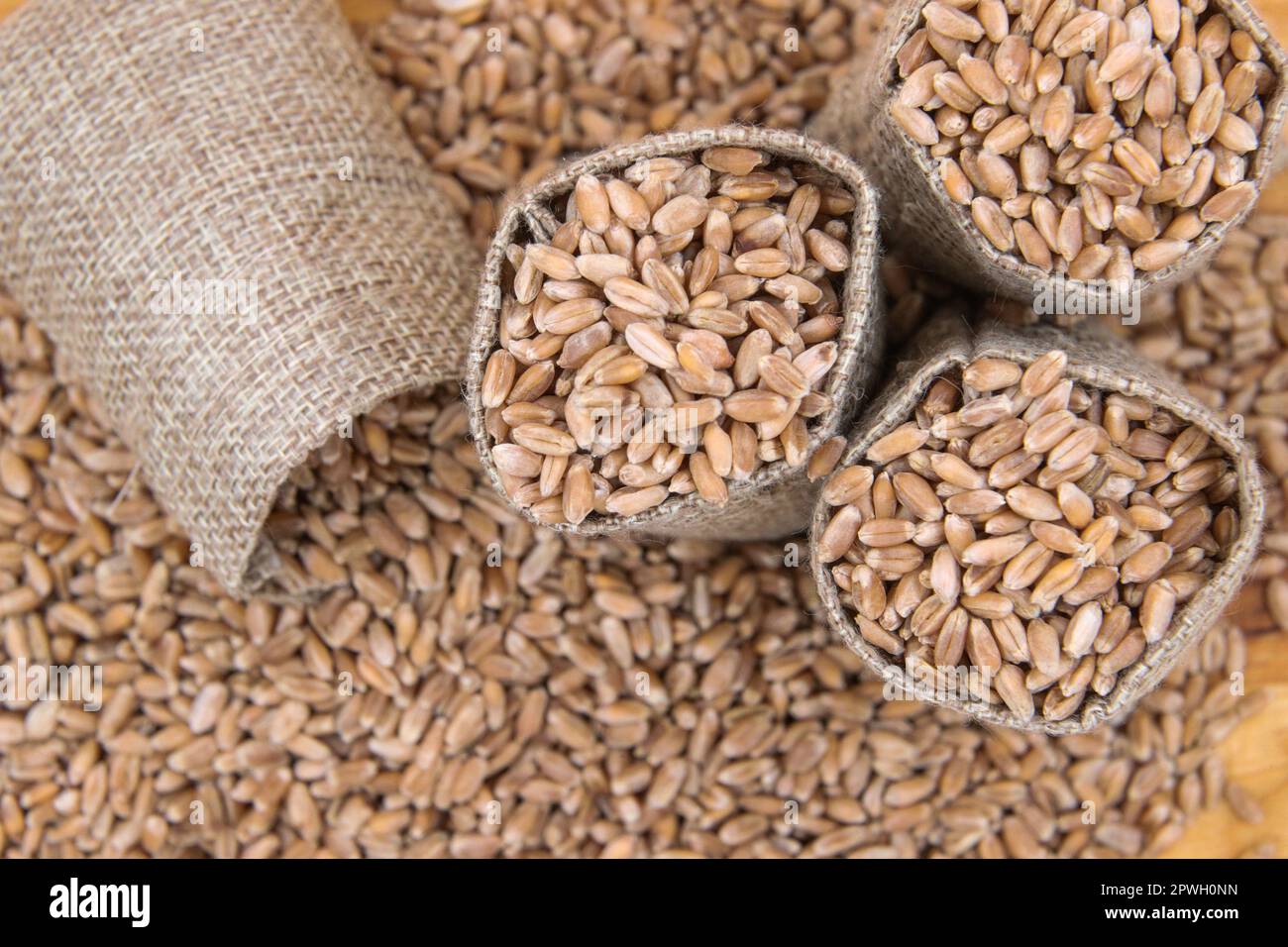 26.04.2023. Russia. Moscow. Grains and ears of wheat Stock Photo - Alamy