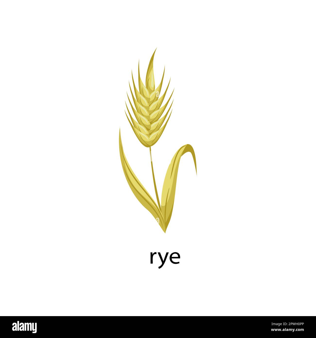 Rye cereal crop cartoon illustration Stock Vector Image & Art - Alamy