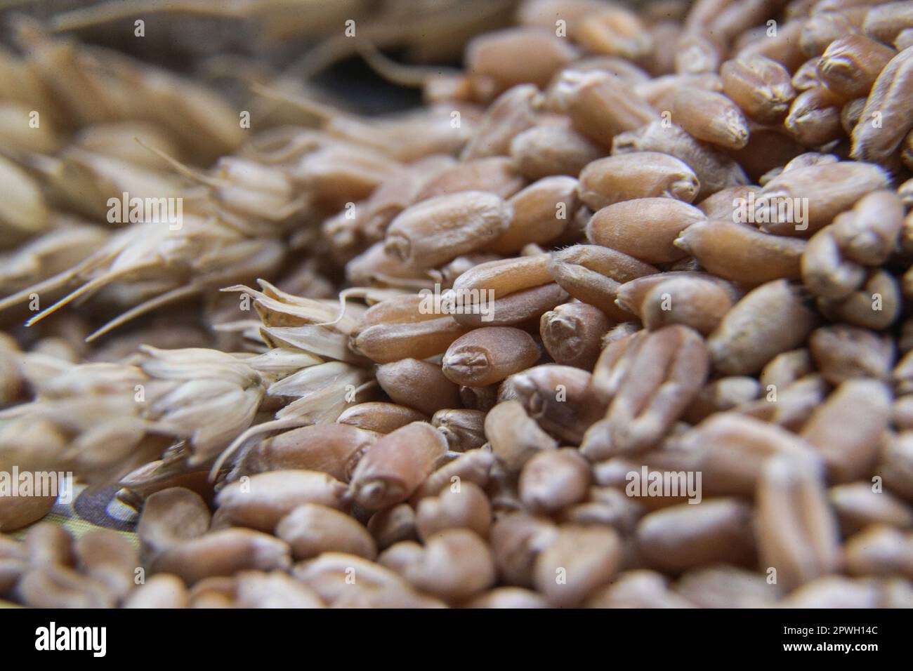 26.04.2023. Russia. Moscow. Grains and ears of wheat Stock Photo - Alamy