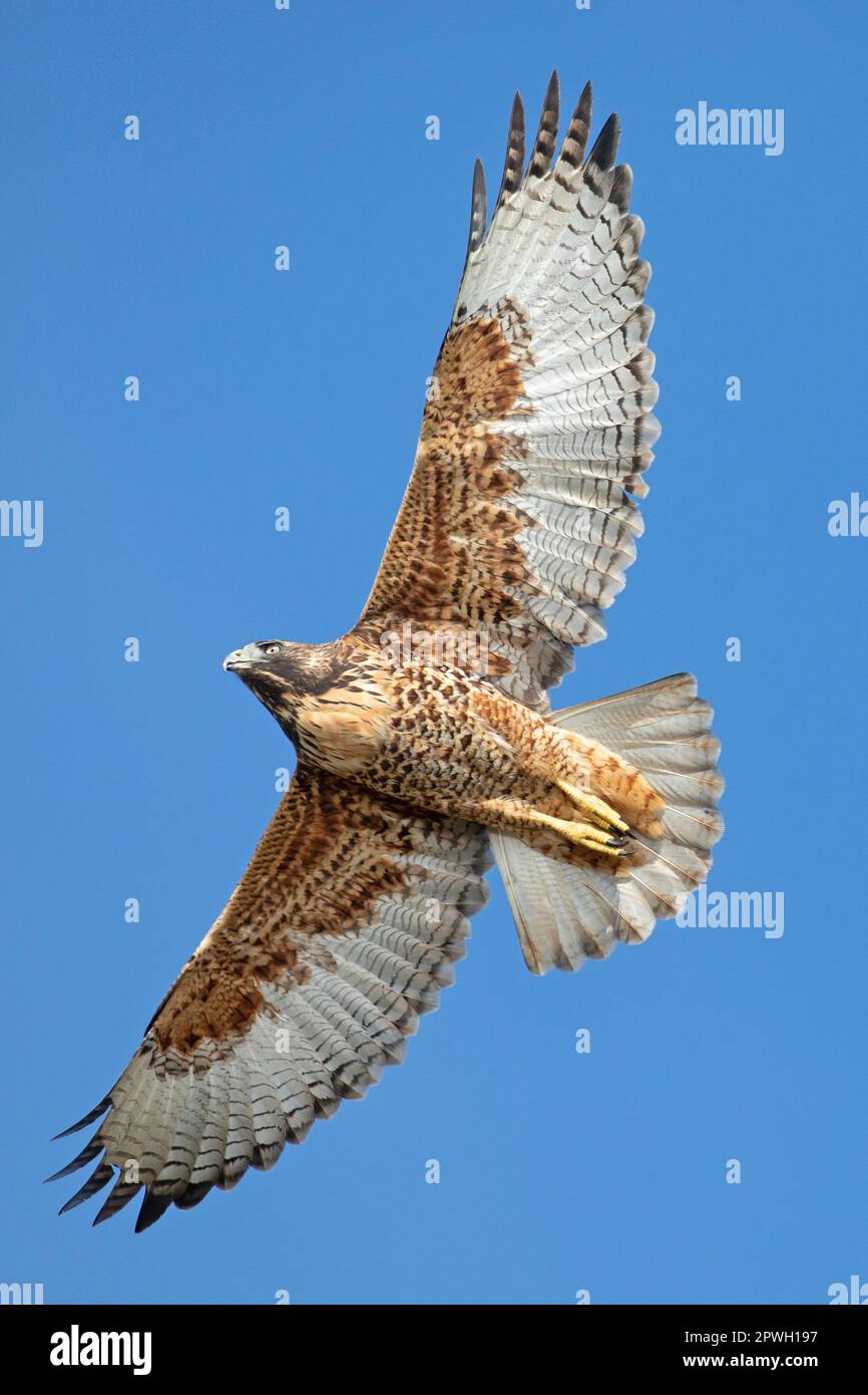 A Variable Hawk, Geranoaetus Polyosoma, flying over Cape Pembroke in The Falkland Islands Stock ...