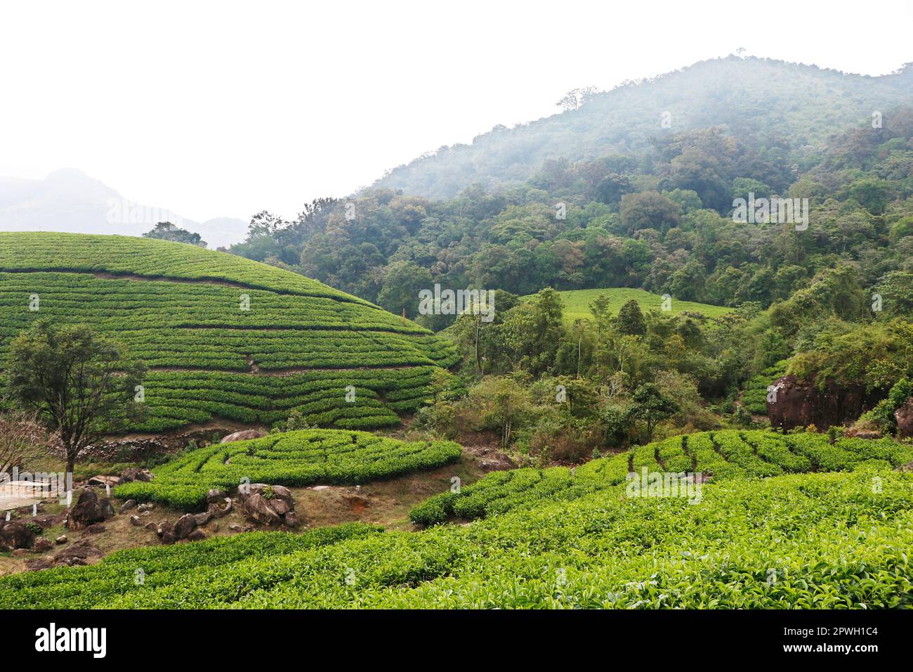 beautiful tea garden farm plantation with misty valley and mountain in ...