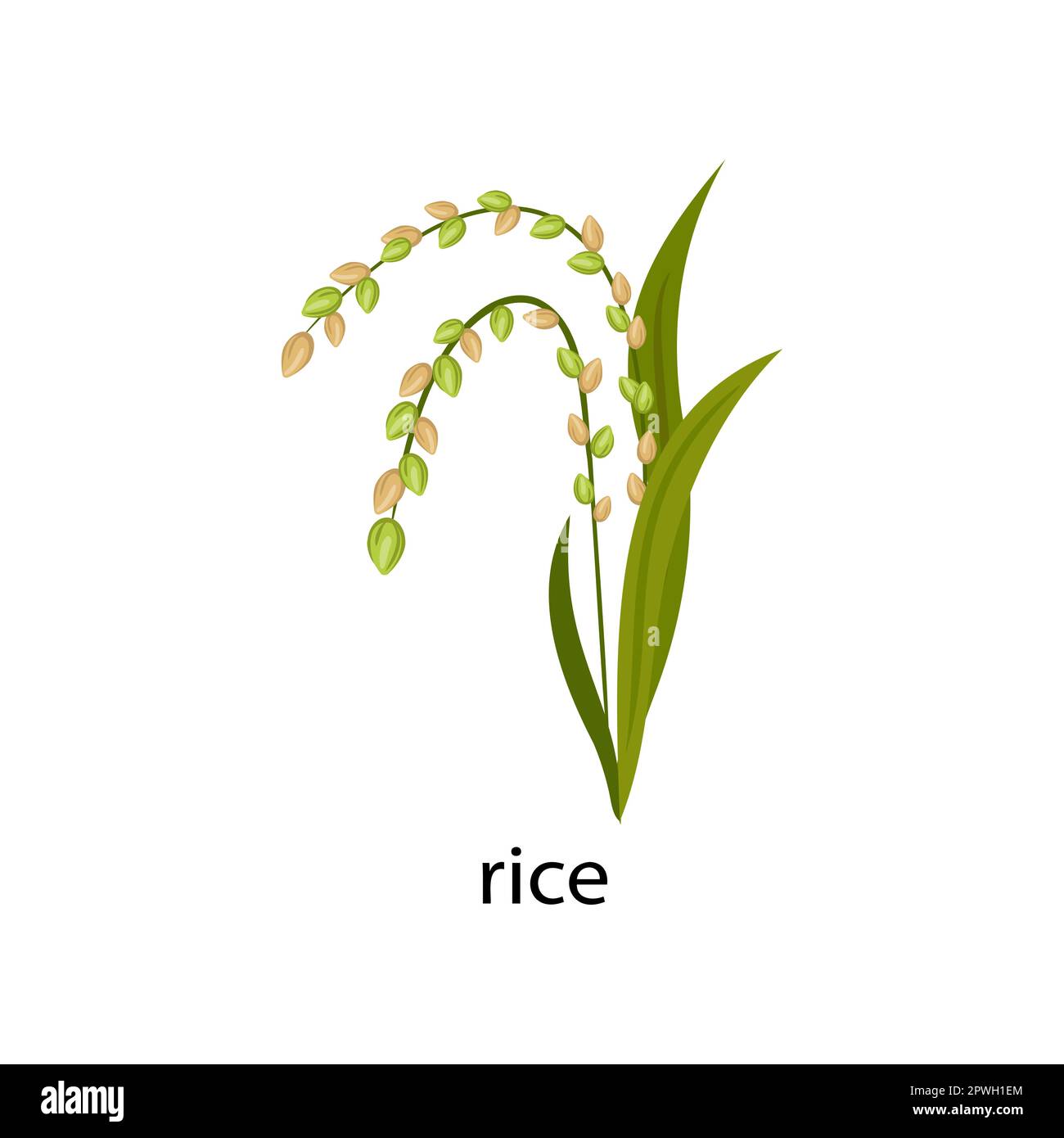Rice cereal crop cartoon illustration Stock Vector Image & Art - Alamy