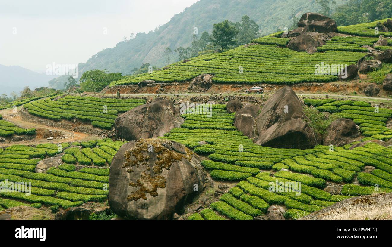 beautiful tea garden farm plantation with misty valley and mountain in ...