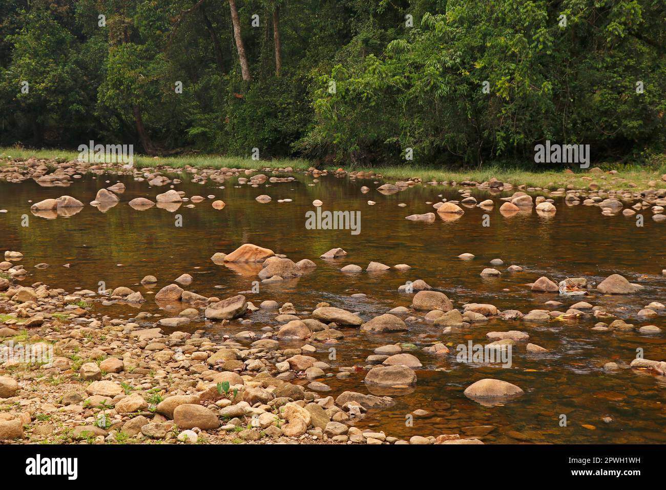 beautiful thick forest and river with pebble stone in kerala india ...