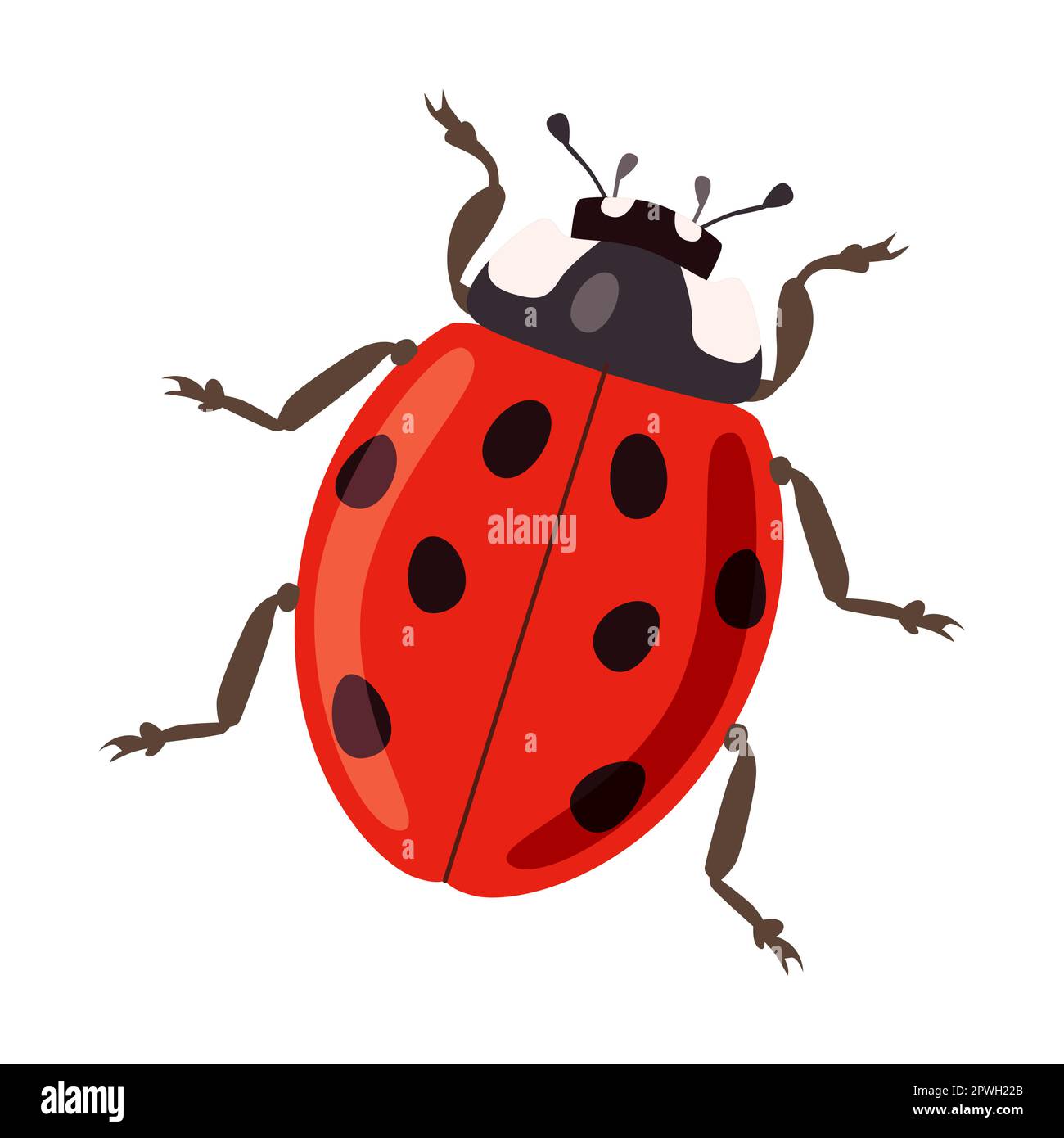 Ladybug Insect on white background cartoon illustration. Lady bug ...