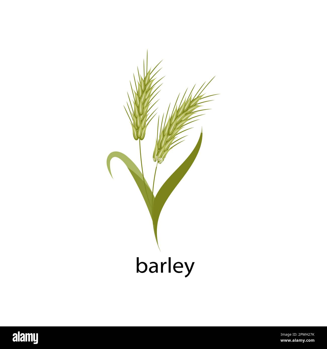 Barley Plant Vector