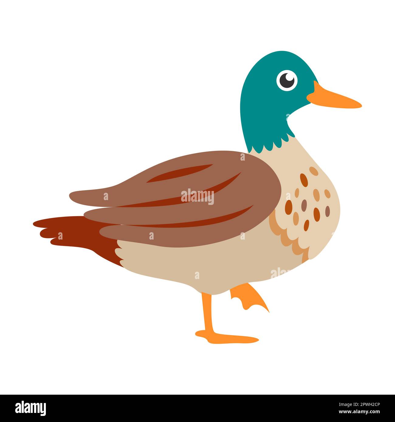 Cute domestic duck, farm animal flat vector illustration. Domestic ...