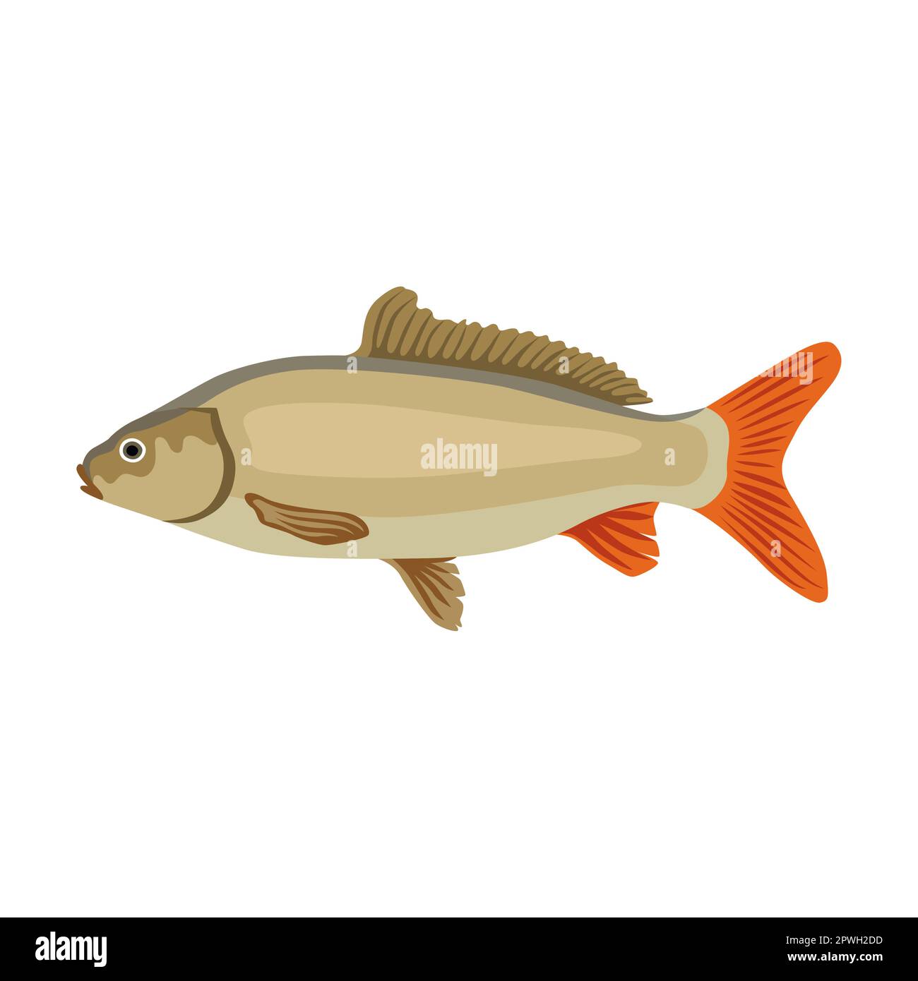 Freshwater carp fish cartoon illustration. Herring, mackerel, bream ...