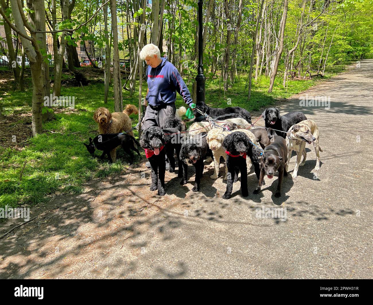 Professional dog walker lets his pack relieve themselves in the brush ...