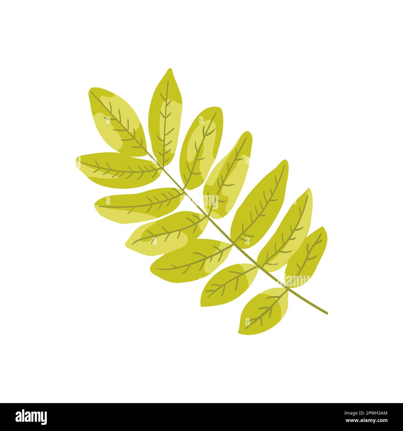 Green rowan leaf for student worksheet vector illustration Stock Vector ...