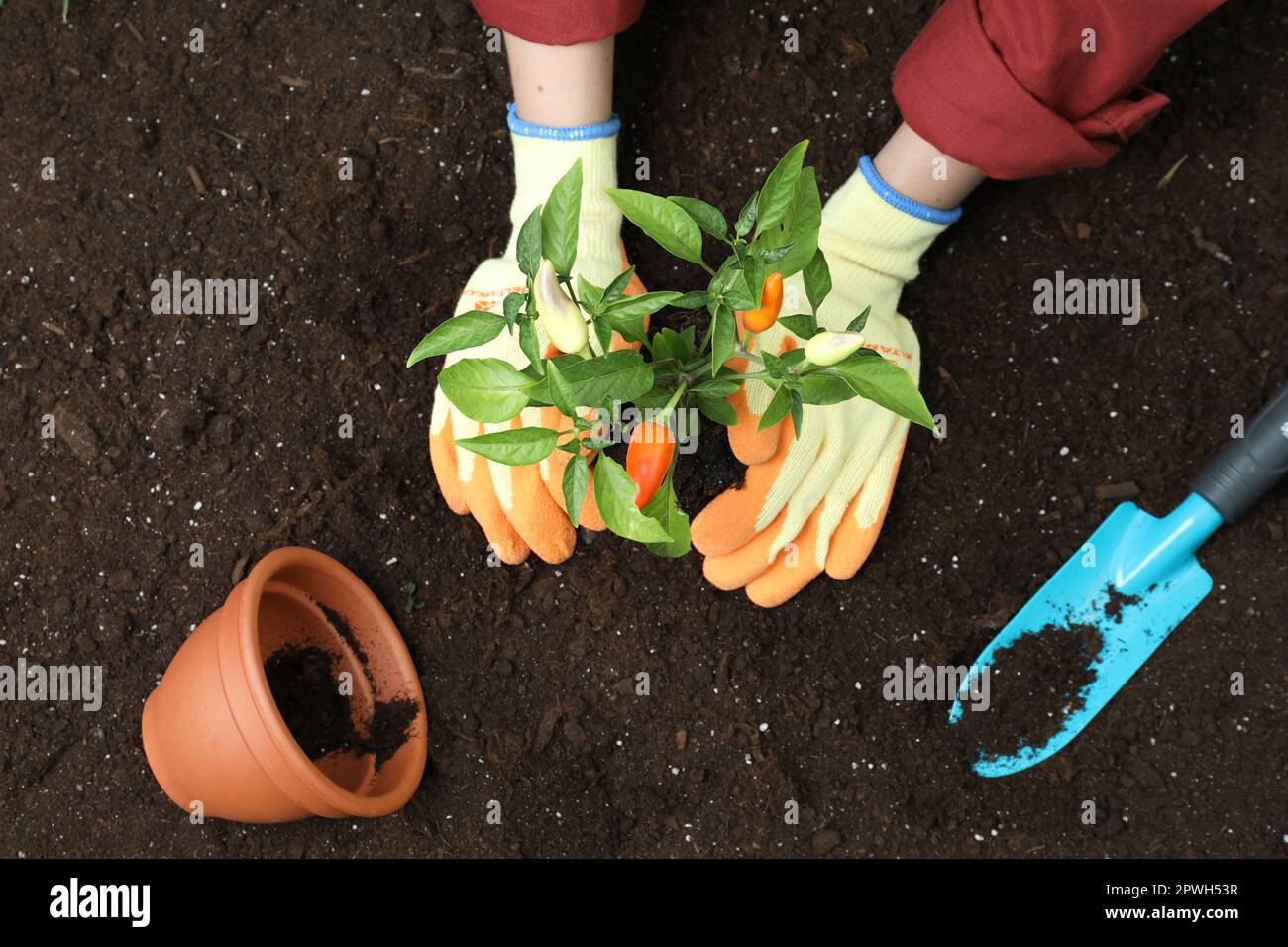 Woman transplanting pepper plant into soil, top view Stock Photo - Alamy