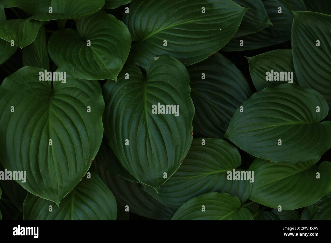 Beautiful hosta plantaginea with green leaves in garden, top view Stock ...