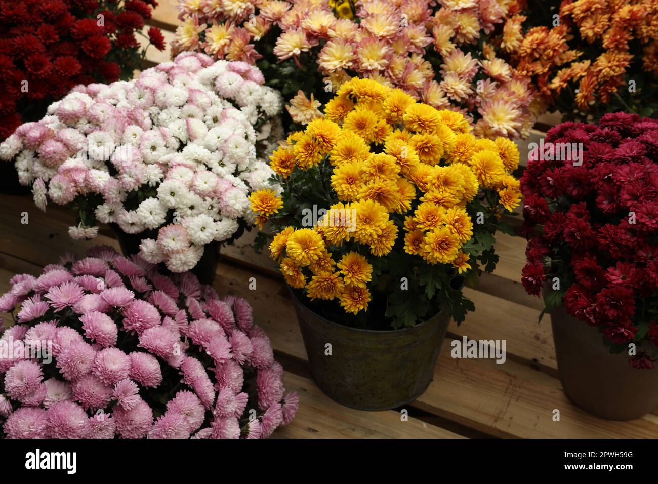 Beautiful different color Chrysanthemum flowers in pots on wooden ...