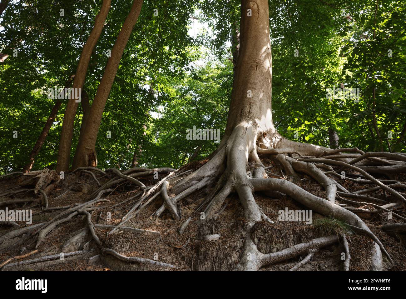 Tree roots visible through ground in forest Stock Photo - Alamy
