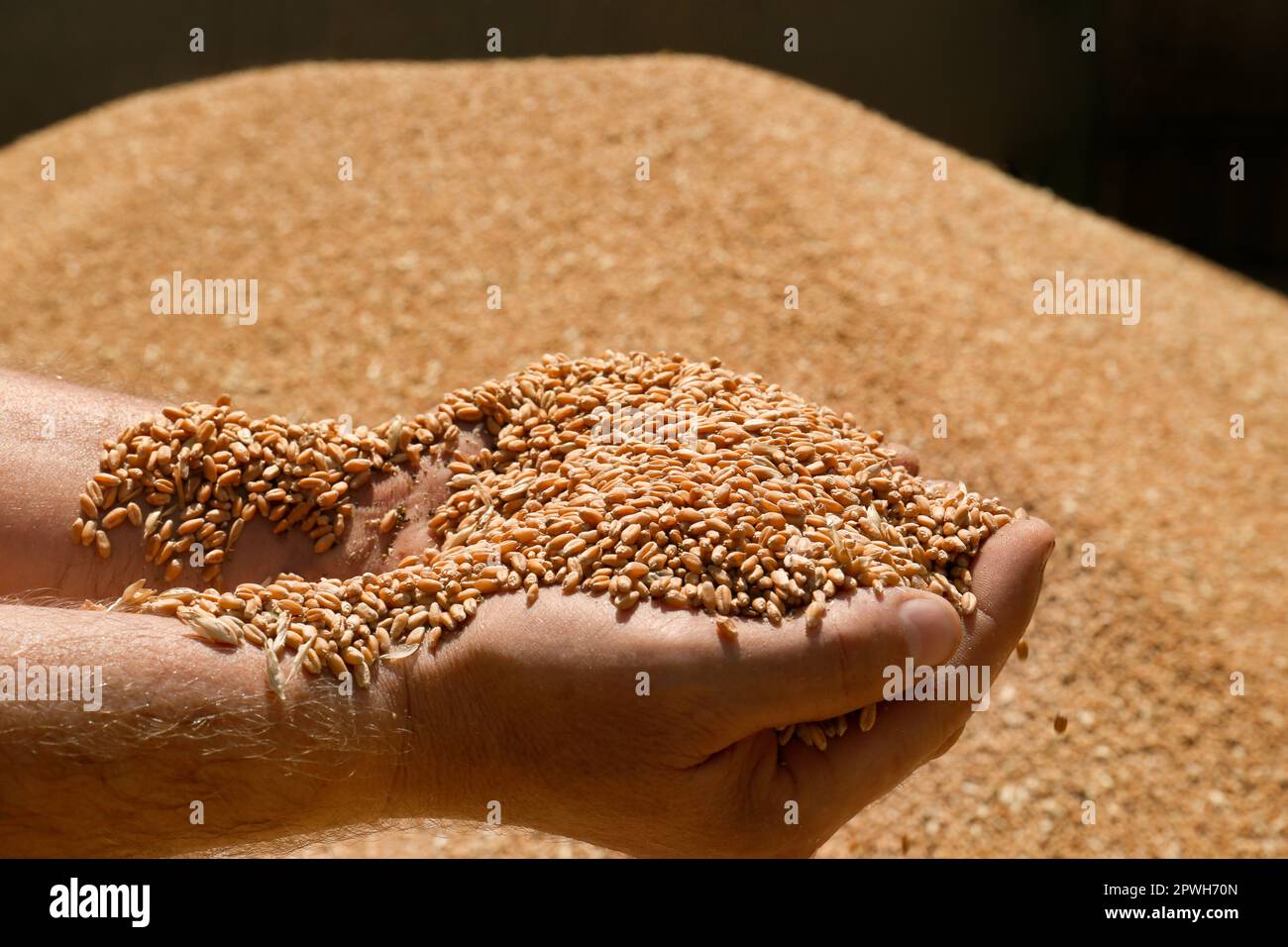 Man holding wheat grains in hands, closeup view Stock Photo - Alamy