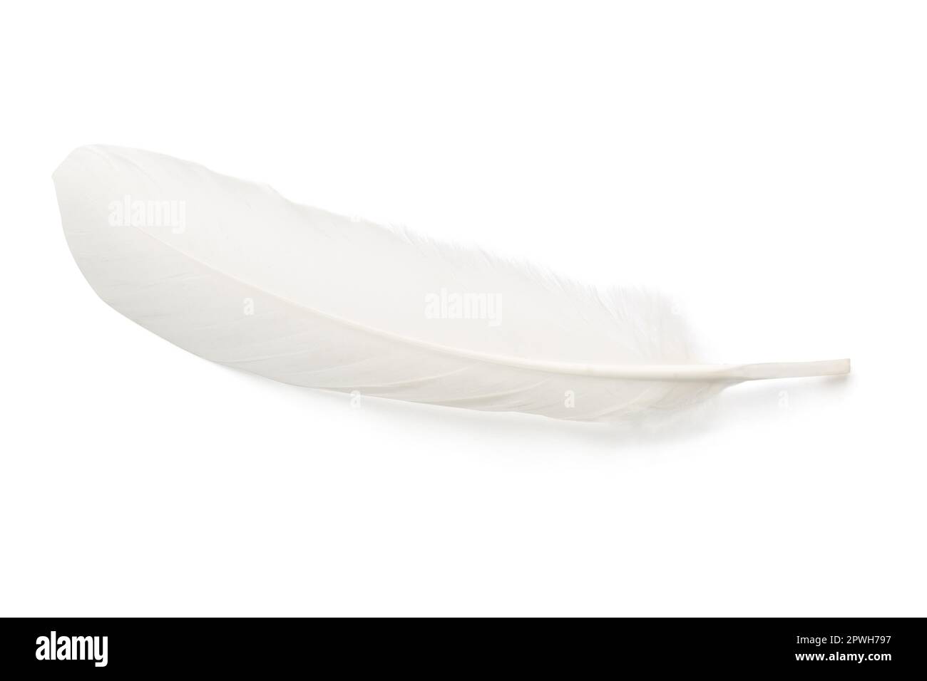 One fluffy beautiful feather isolated on white Stock Photo - Alamy