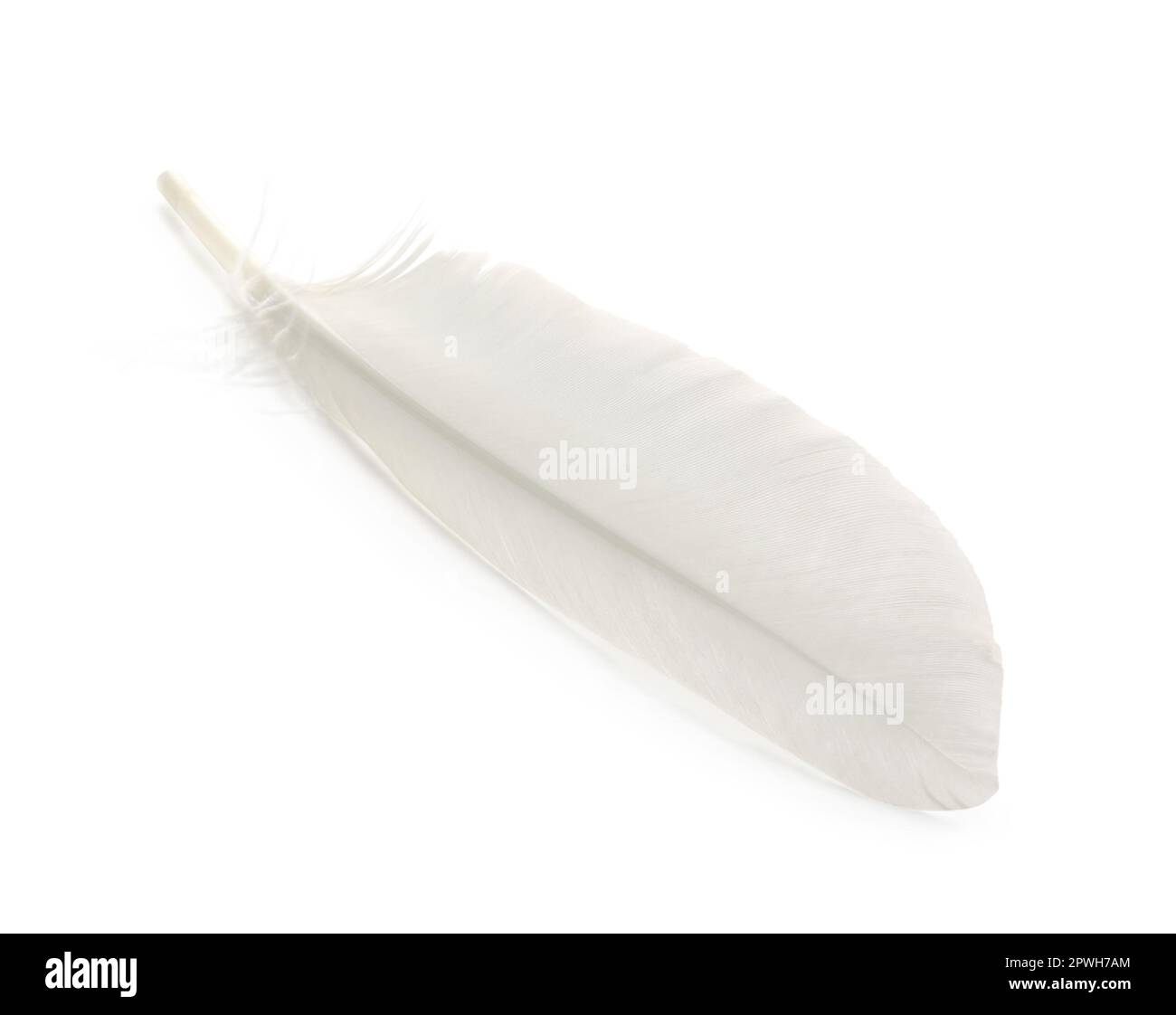 One fluffy beautiful feather isolated on white Stock Photo - Alamy