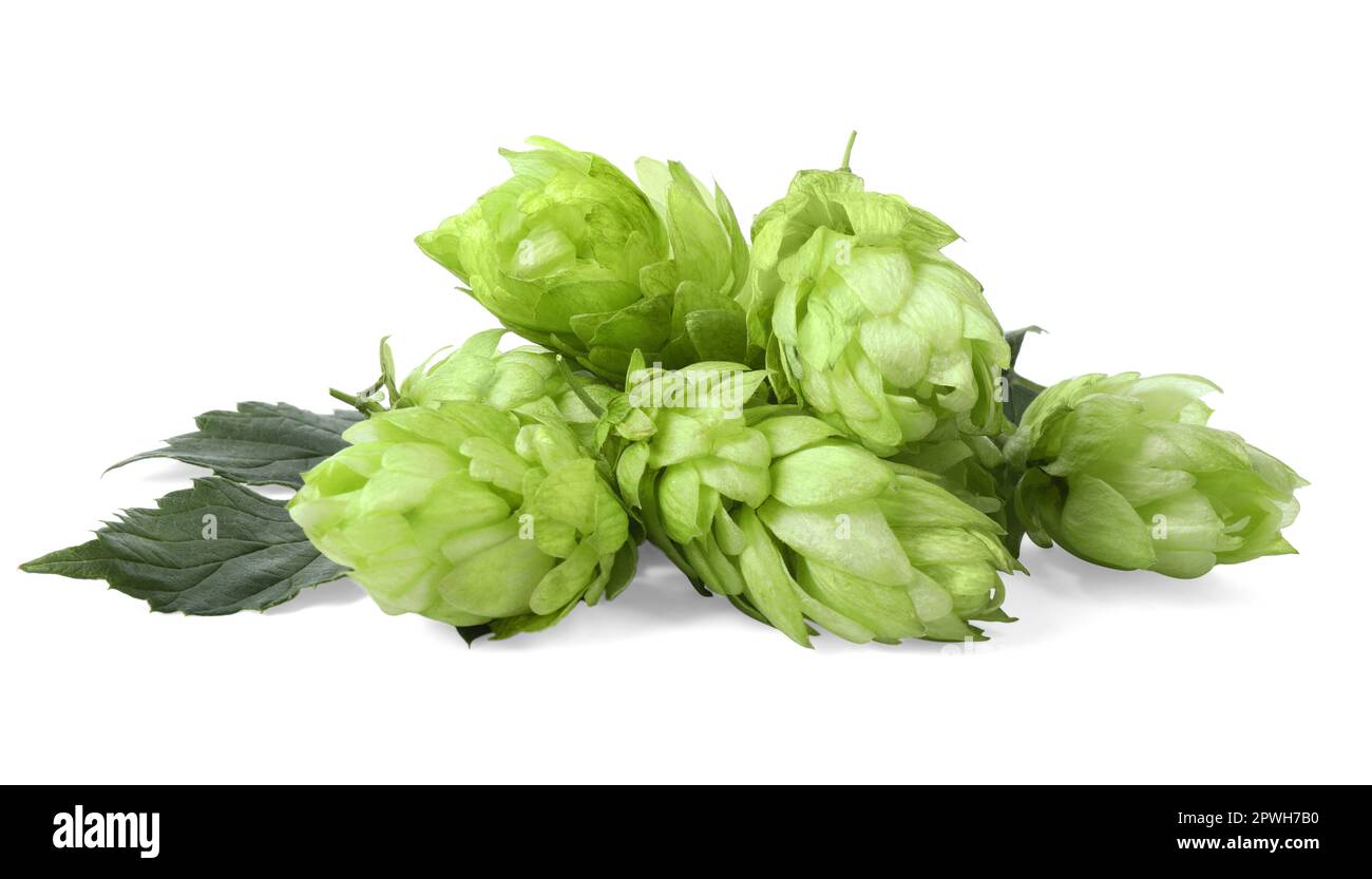 Fresh ripe green hops on white background Stock Photo - Alamy