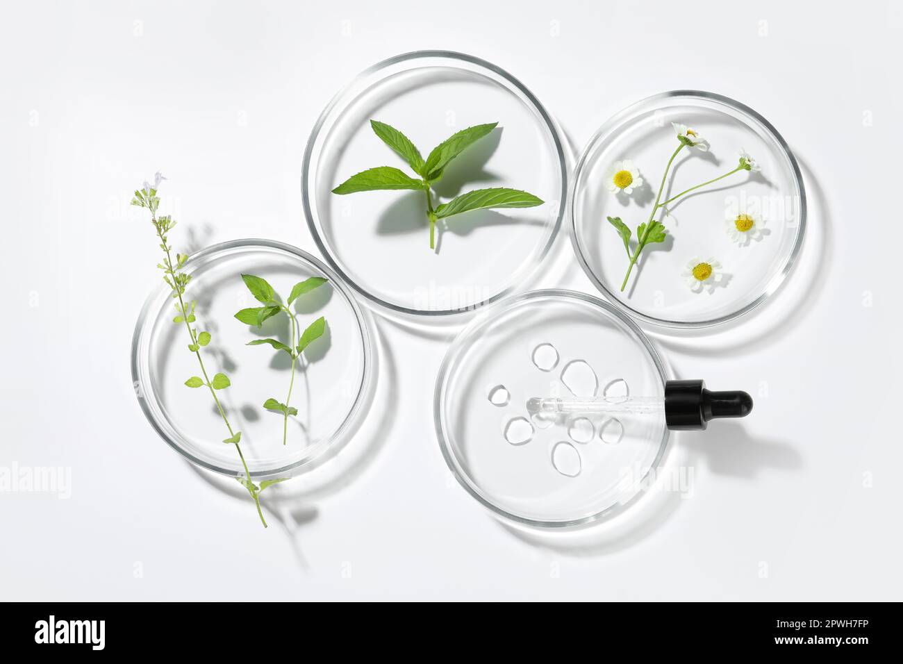 Petri dishes with different plants and cosmetic product on white ...