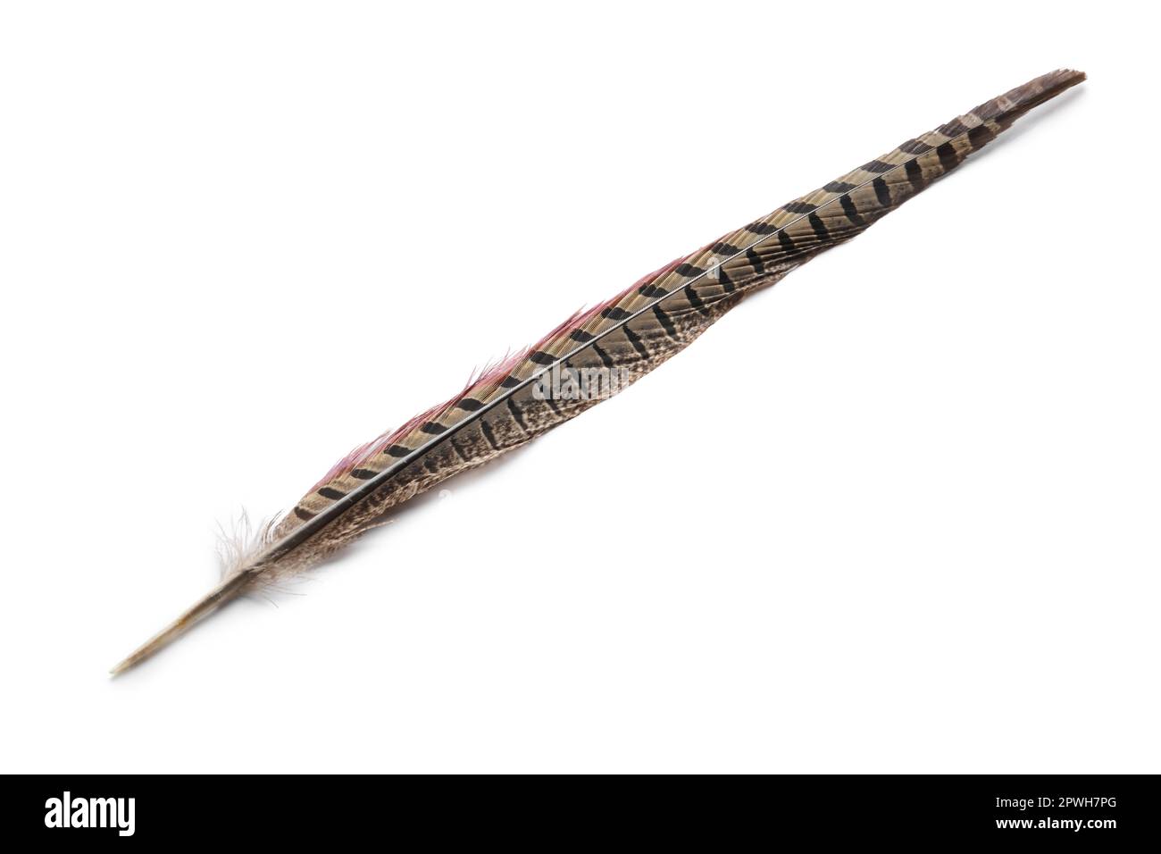 Beautiful brown bird feather isolated on white Stock Photo - Alamy