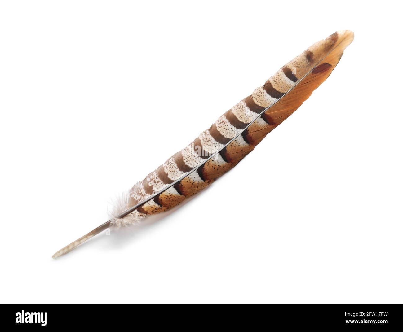 Beautiful brown bird feather isolated on white Stock Photo - Alamy