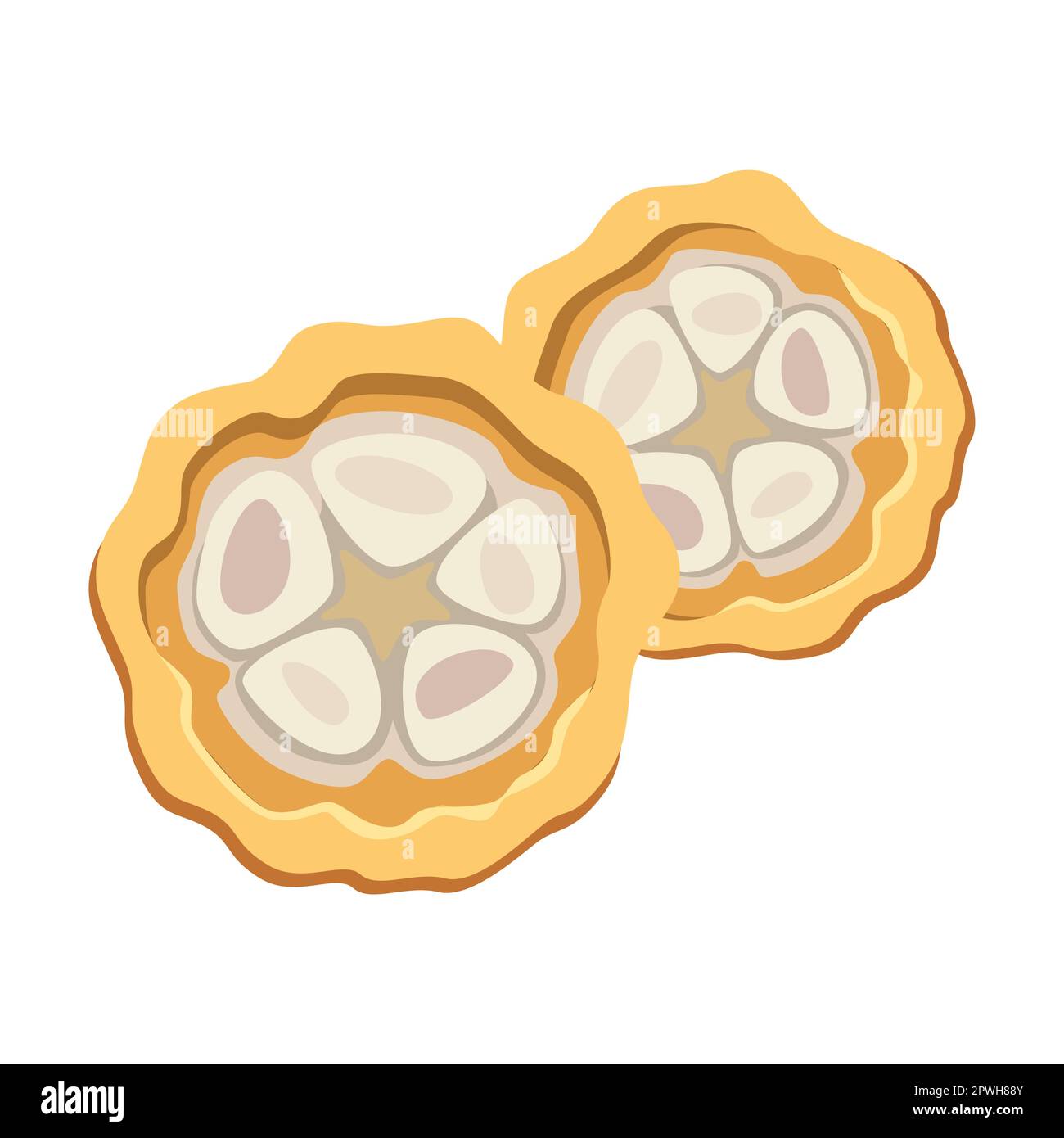 Chocolate cocoa bean cut in half cartoon illustration. Cacao beans with ...