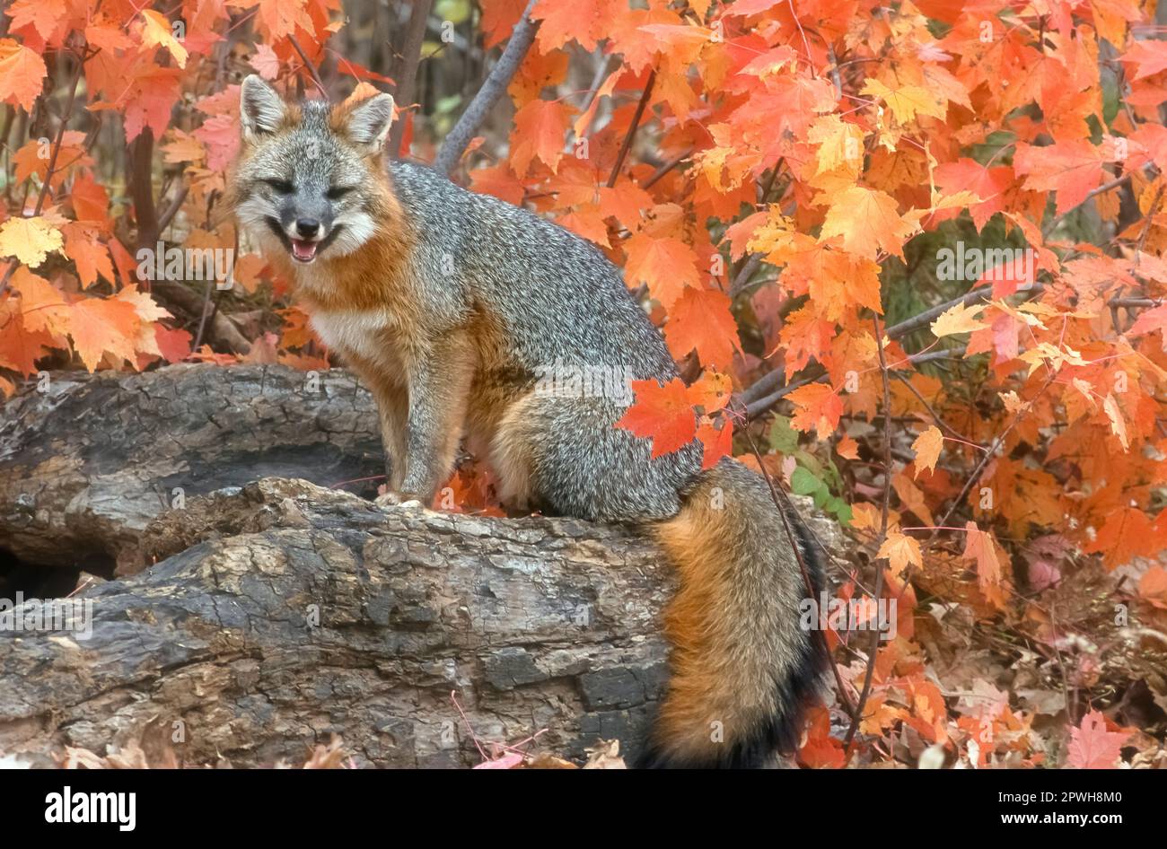 Wcs North America Grey Fox