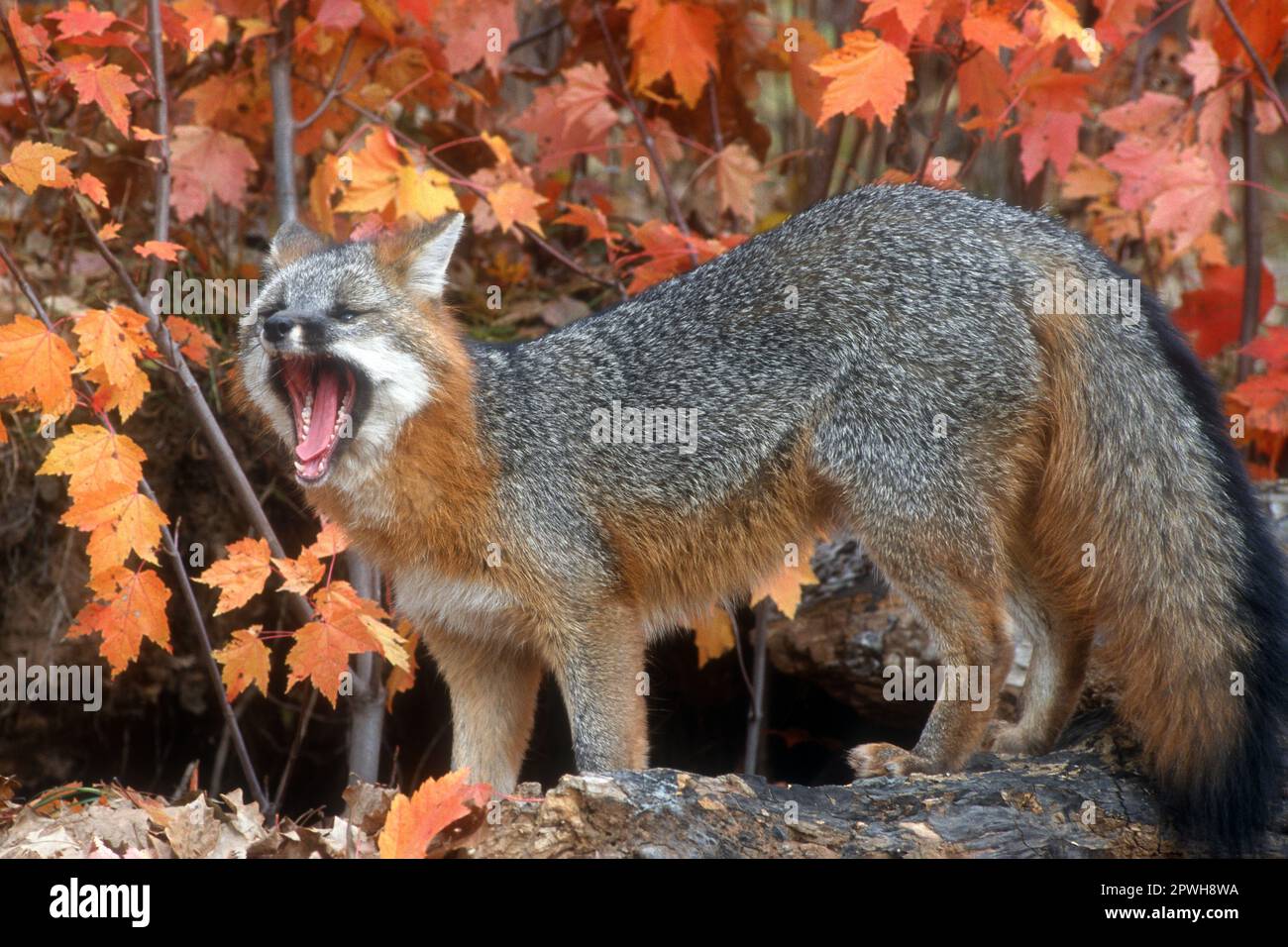 Wcs North America Grey Fox