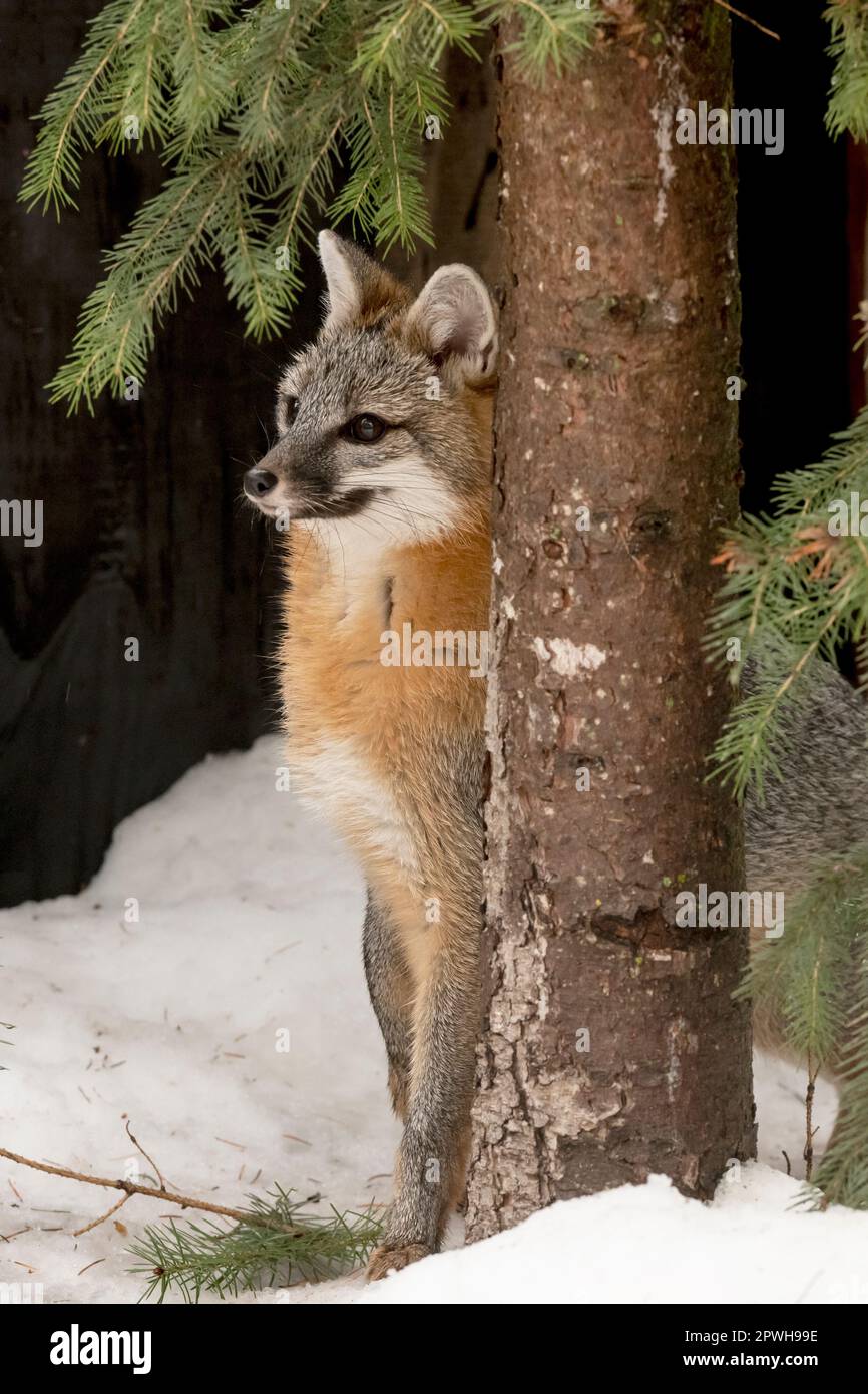 North America; United States; Montana; Winter; Wildlife; Mammals ...