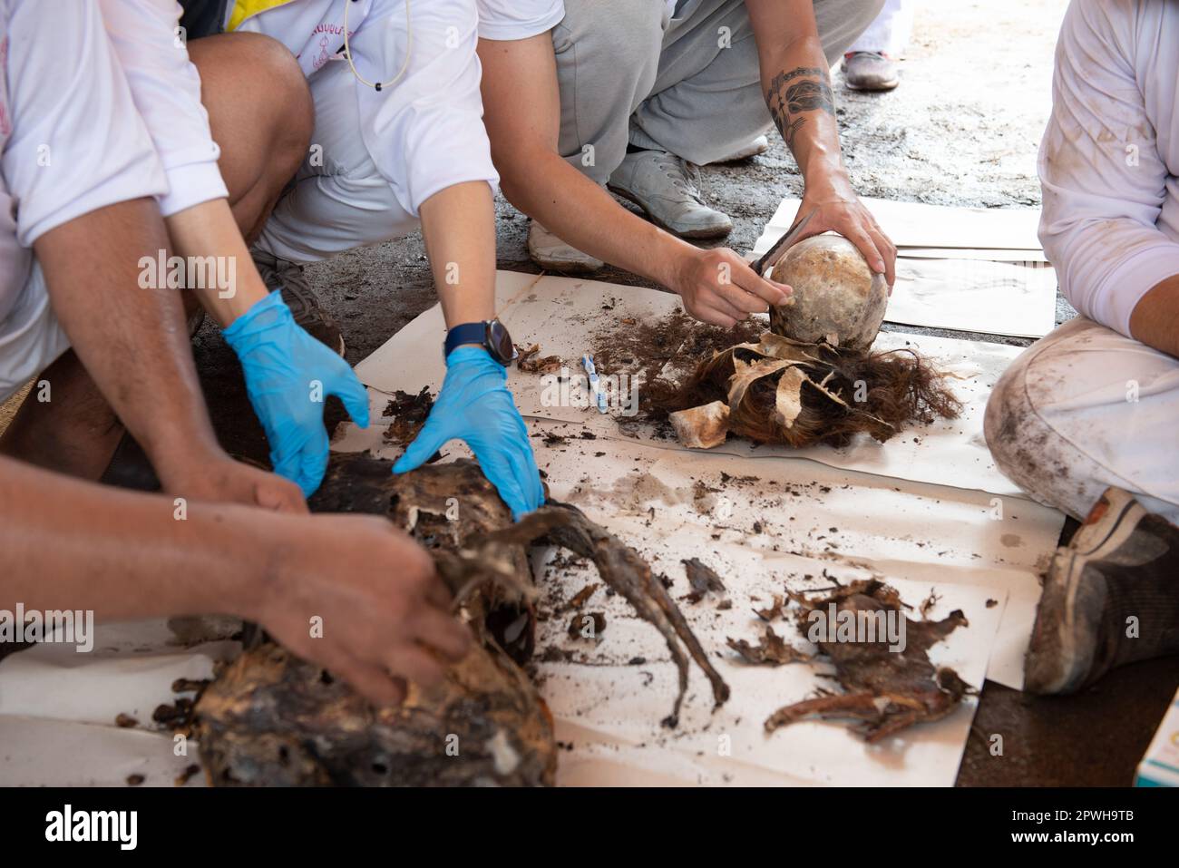 Saraburi, Thailand. 30th Apr, 2023. Volunteers clean human skeletons ...