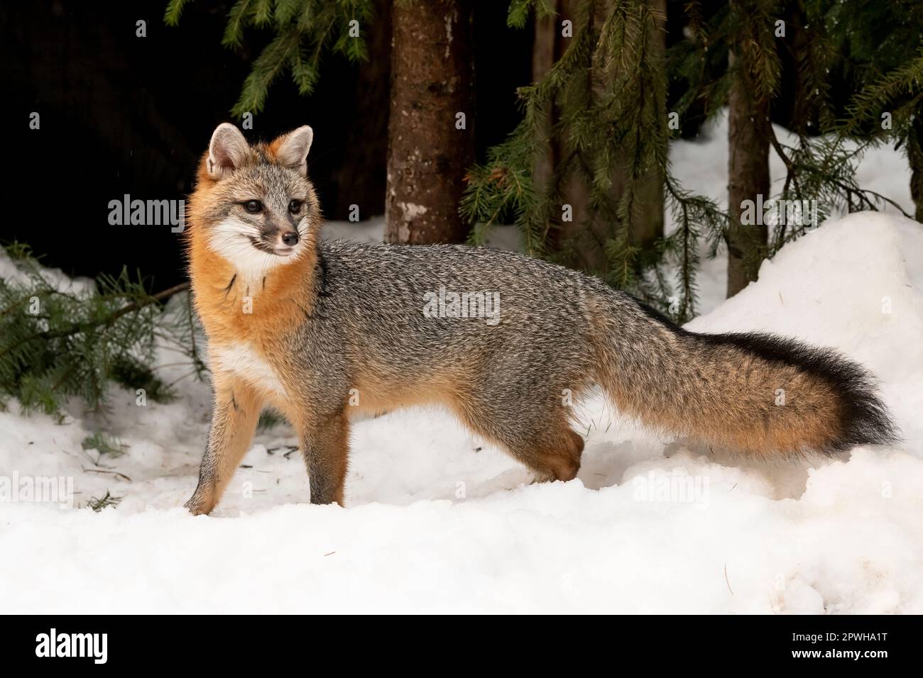 North America; United States; Montana; Winter; Wildlife; Mammals ...