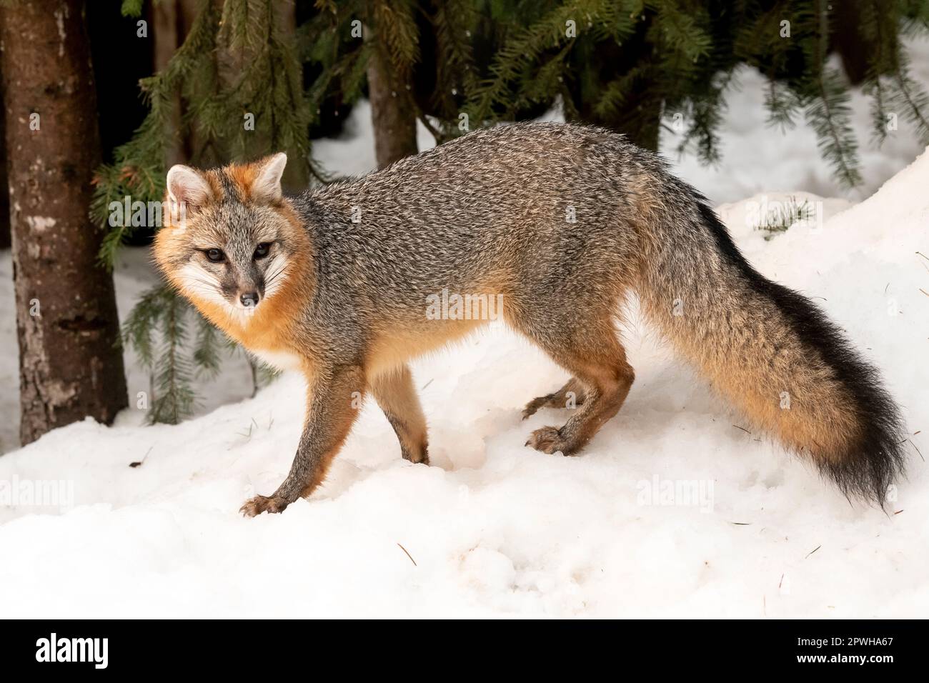 Predator predators hi-res stock photography and images - Alamy