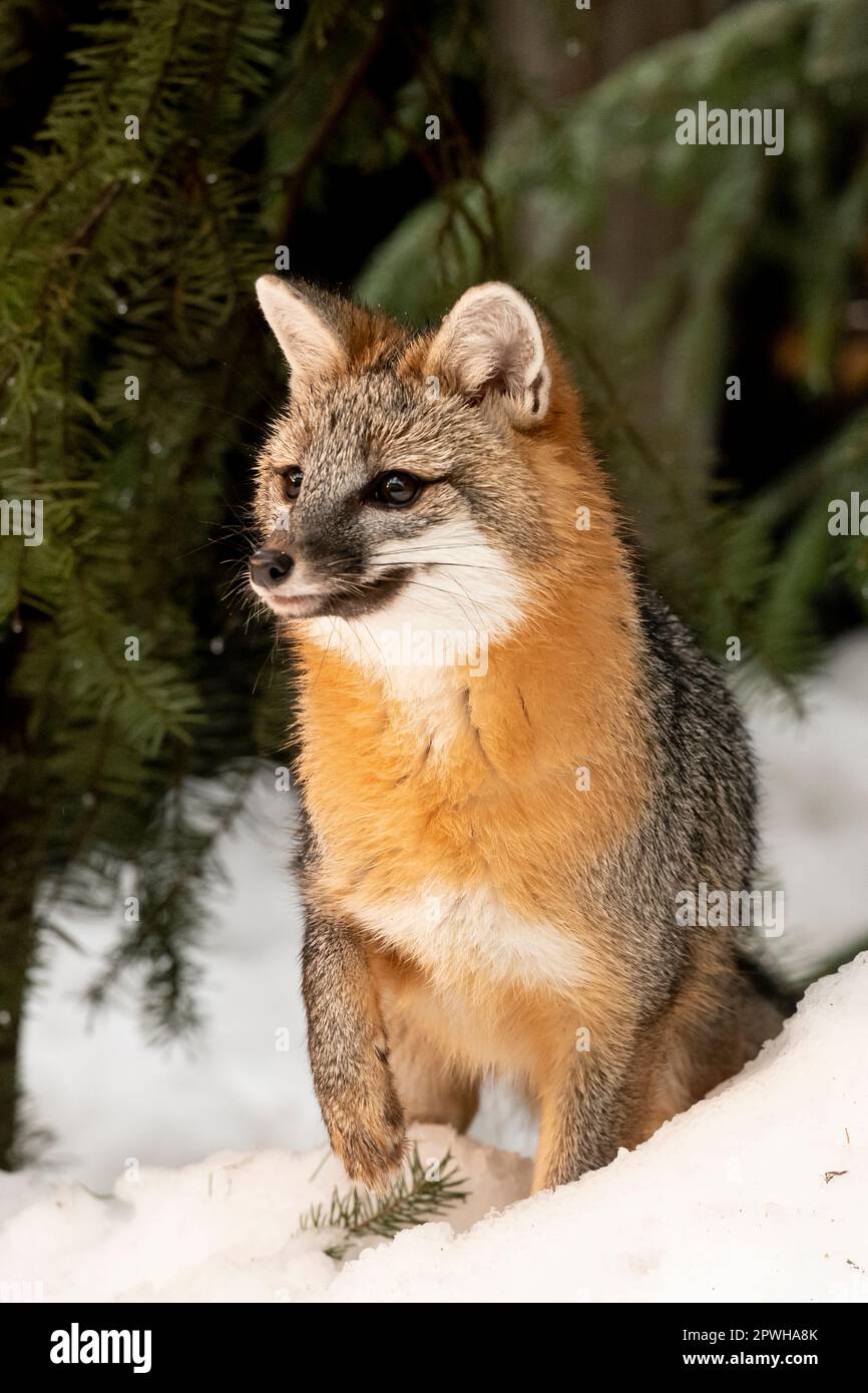 North America; United States; Montana; Winter; Wildlife; Mammals ...