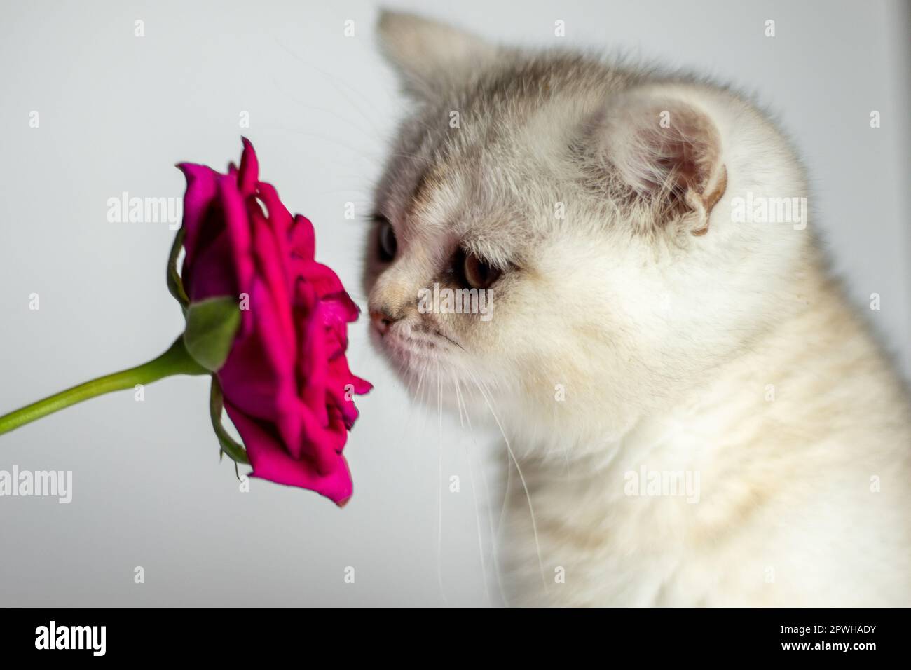 Young cat red rose hi-res stock photography and images - Alamy
