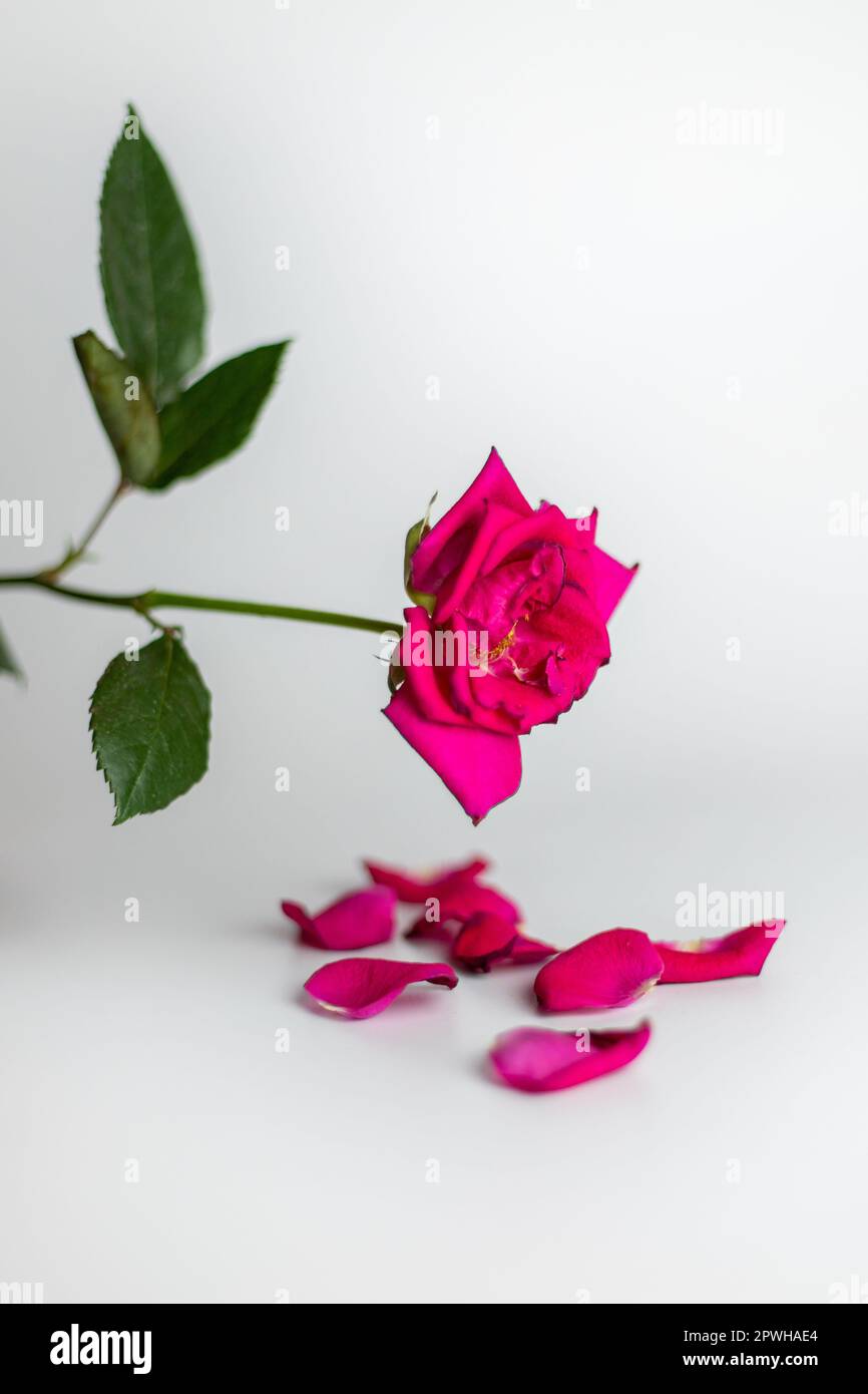 pink rose with fallen leaves on a white background Stock Photo - Alamy