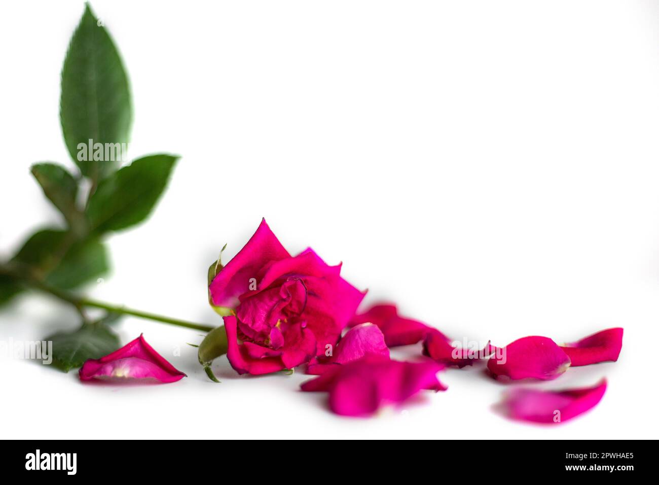 pink rose with fallen leaves on a white background Stock Photo - Alamy