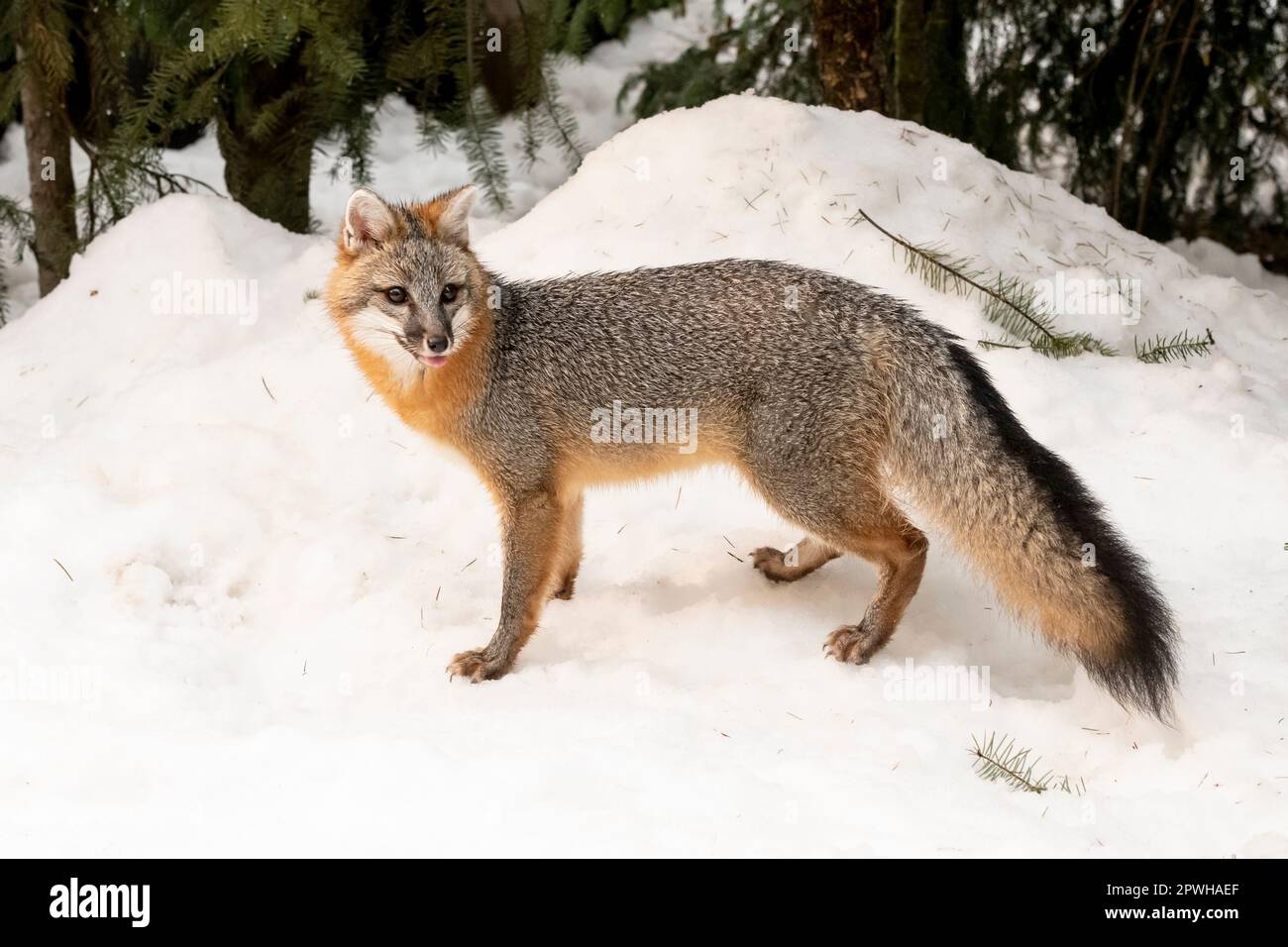 North America; United States; Montana; Winter; Wildlife; Mammals ...