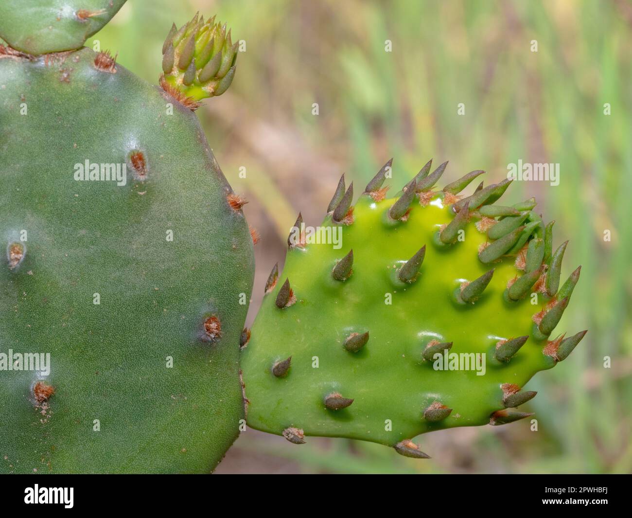 Eastern prickly pear cactus growing in Central Texas in spring Stock ...