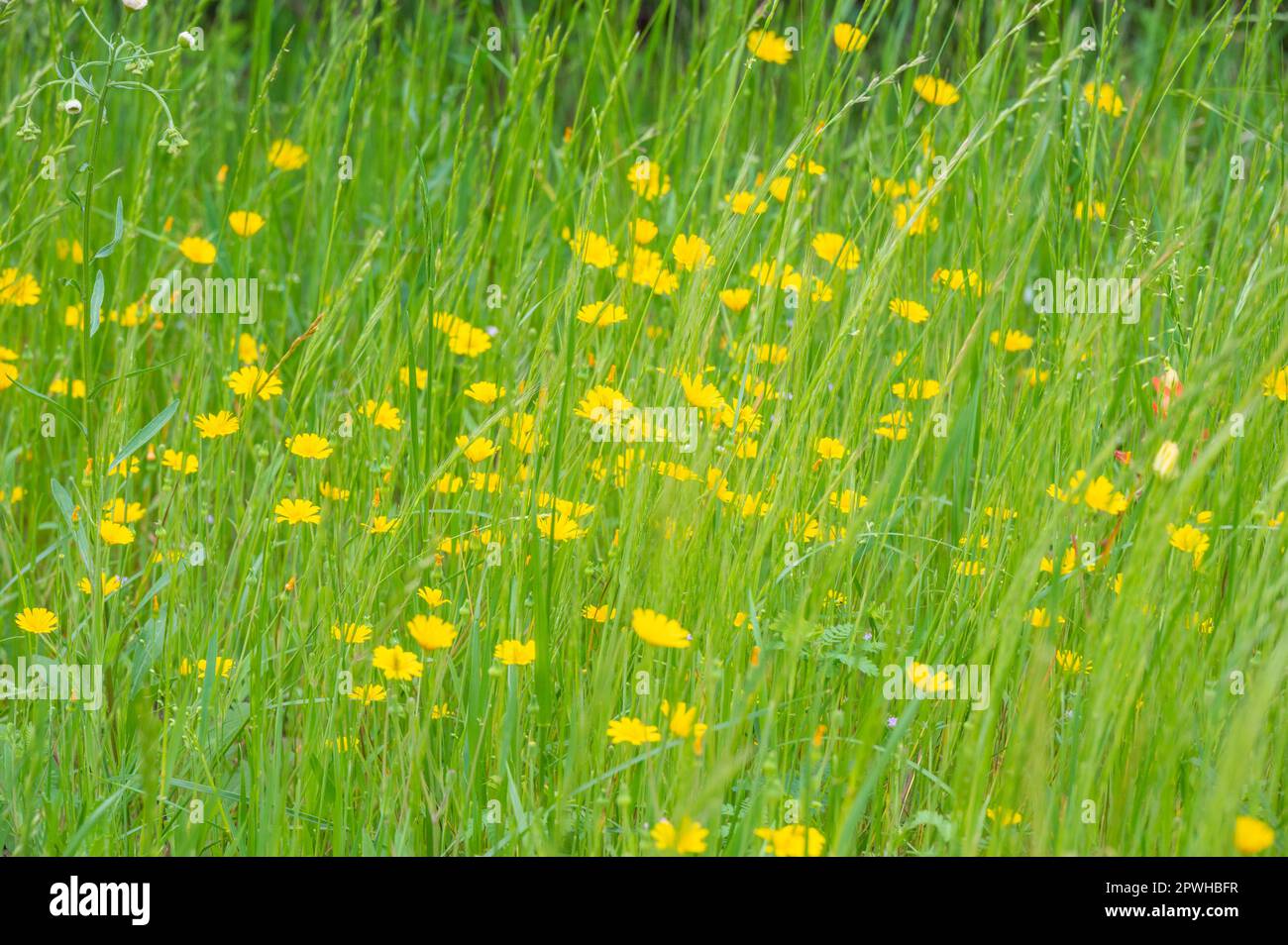 Yellow spring wildflowers hi-res stock photography and images - Alamy