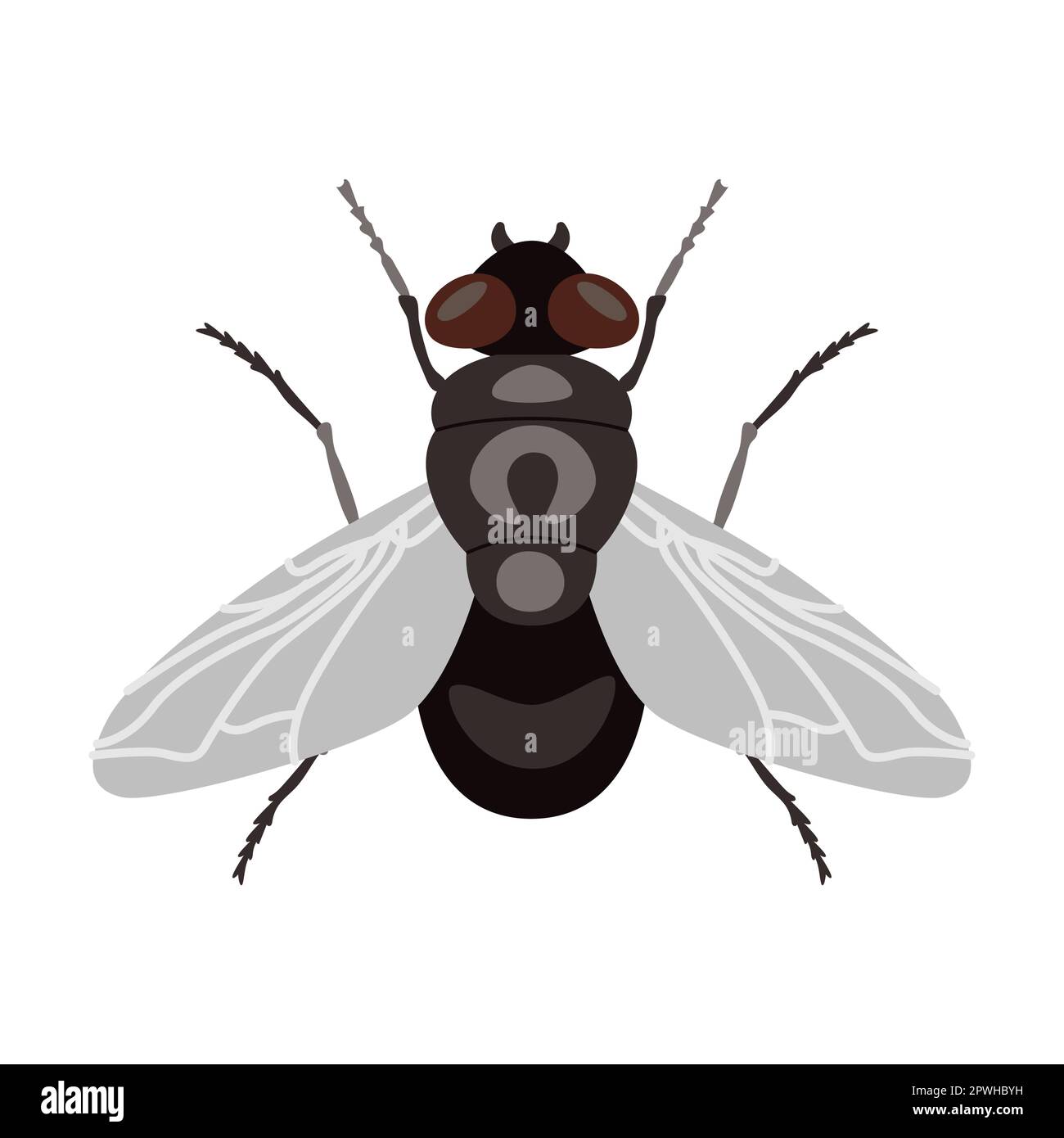 Fly insect on white background cartoon illustration. Lady bug, beetle ...